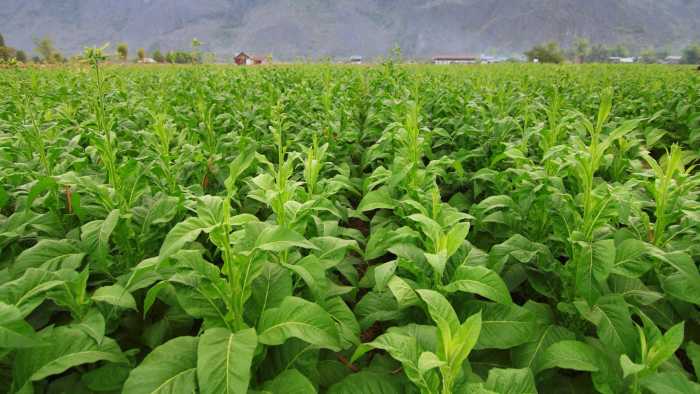 A Comprehensive Guide to Crop Identification - Owlcation