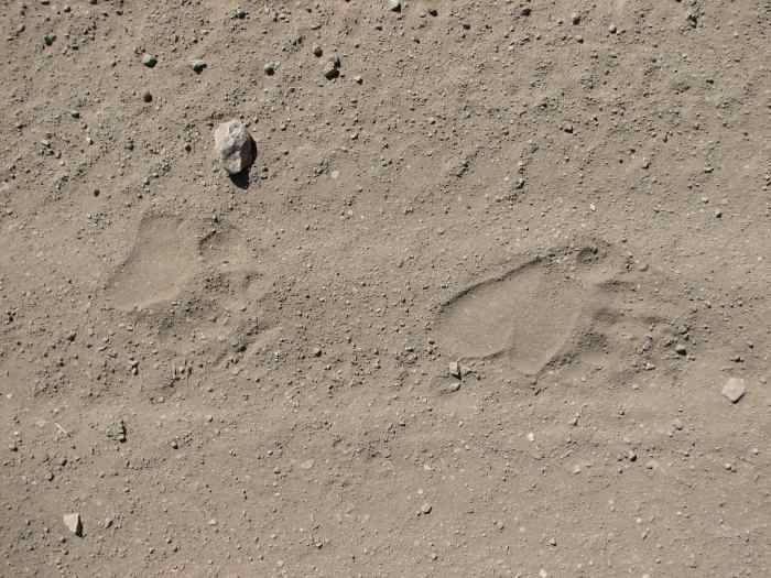 Hiking & Camping Safely in Black Bear Country - HubPages