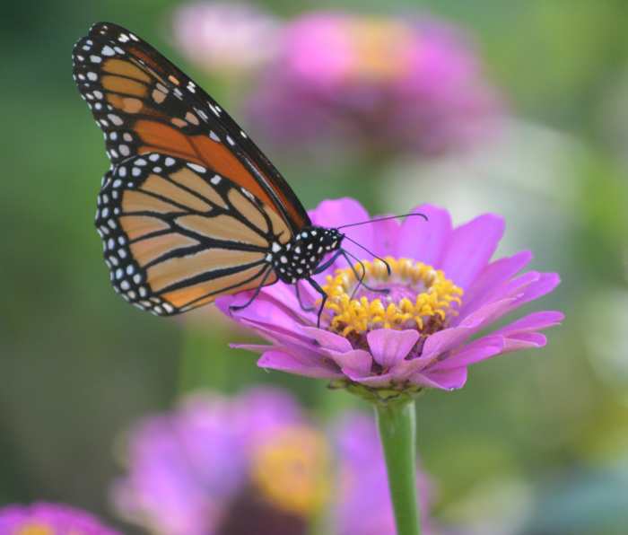 The New USDA Hardiness Zone Map Is Out - HubPages