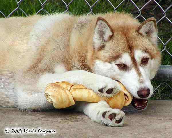 Tips about Siberian Husky/Huskies - HubPages