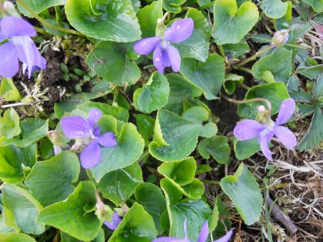 Violets, One of the First Signs of Spring - HubPages