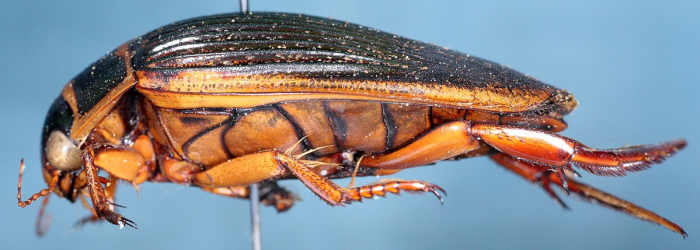 Great Diving Beetle - HubPages