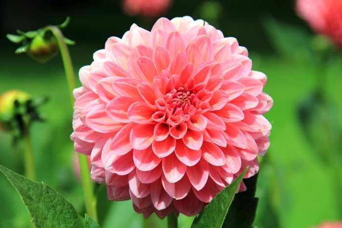 Flower Names in French With Pictures - HubPages