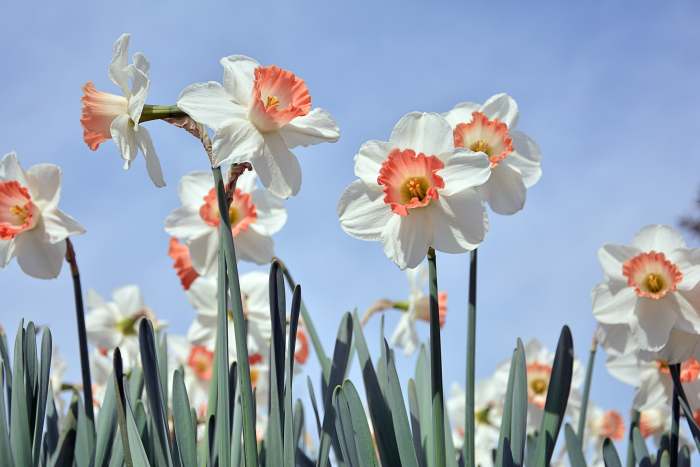 Flower Names in French With Pictures - HubPages