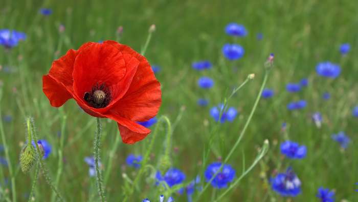 Flower Names in French With Pictures - HubPages