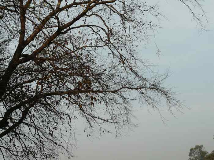 20 Trees Name in Punjabi for English Readers - HubPages
