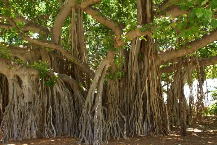 20 Trees Name in Punjabi for English Readers - HubPages