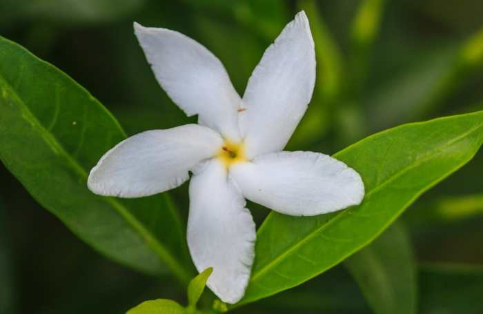 The 7 Most Fragrant Flowers of Hawaii - Owlcation