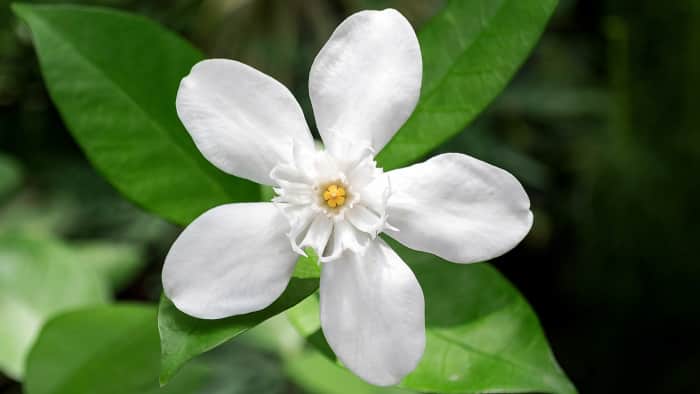 The 7 Most Fragrant Flowers of Hawaii - Owlcation