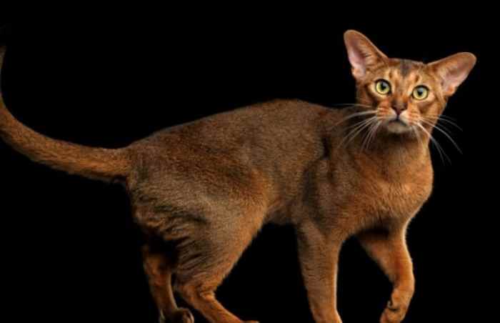 Abyssinian - HubPages