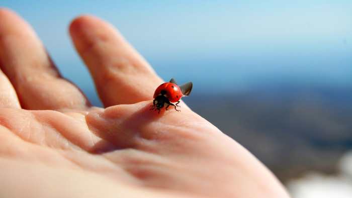 7 Ways Ladybugs Help Humans Plus Tips and Facts - Dengarden