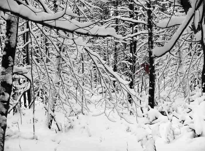 Tree Spirits - HubPages