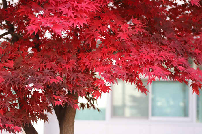 Japanese Maple Trees: Best Varieties to Grow For Stunning Vibrant Garden - HubPages