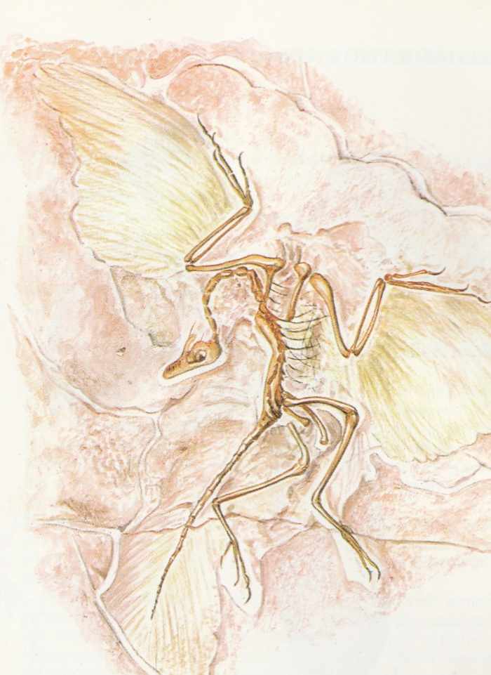 Life Of A Bird - HubPages