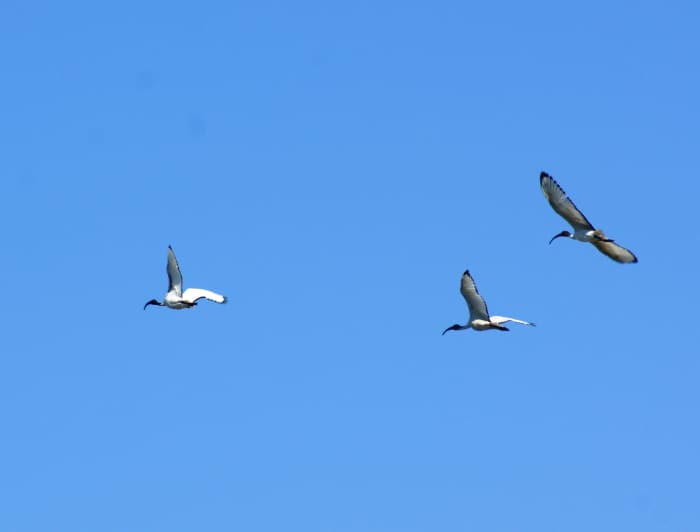 Birding the Nahoon River in Winter. - HubPages