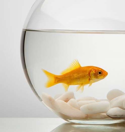 5 Reasons Why Goldfish Hate You - HubPages