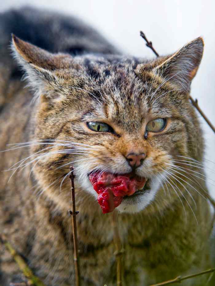 The Facts and Myth Surrounding Meat and Meat By-product in Cat Food ...