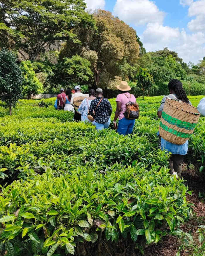 Sensory Gardens: Kenyan Tea Farm That Attracts Visitors From Far and ...