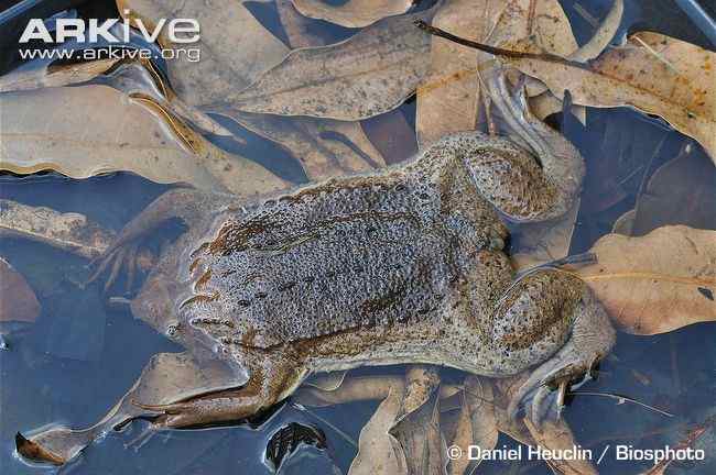 Amphibians: Frog and Toad - HubPages