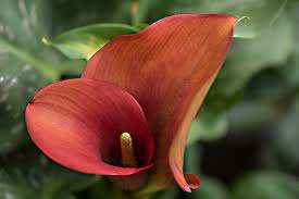 10 Important Plants to Grow Inside Year Round - HubPages