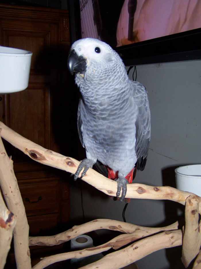 Why Parrots Need Toys - HubPages