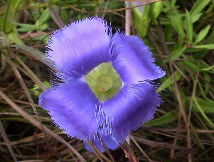 Gentian Growing Tips - HubPages