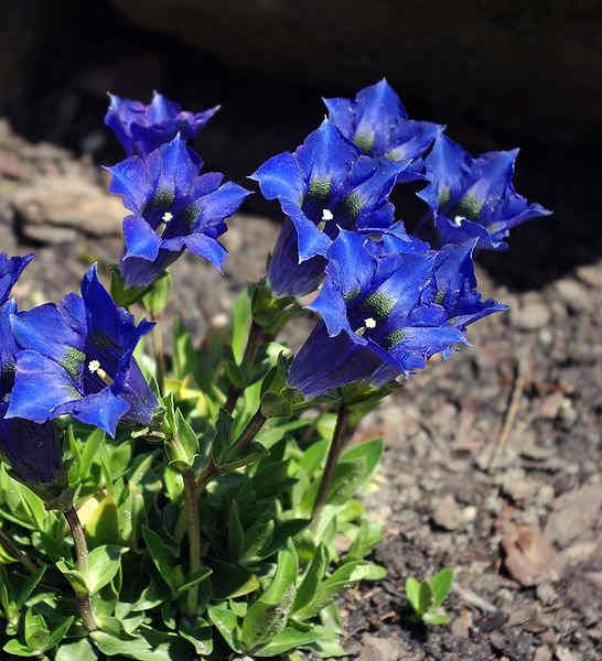 Gentian Growing Tips - HubPages