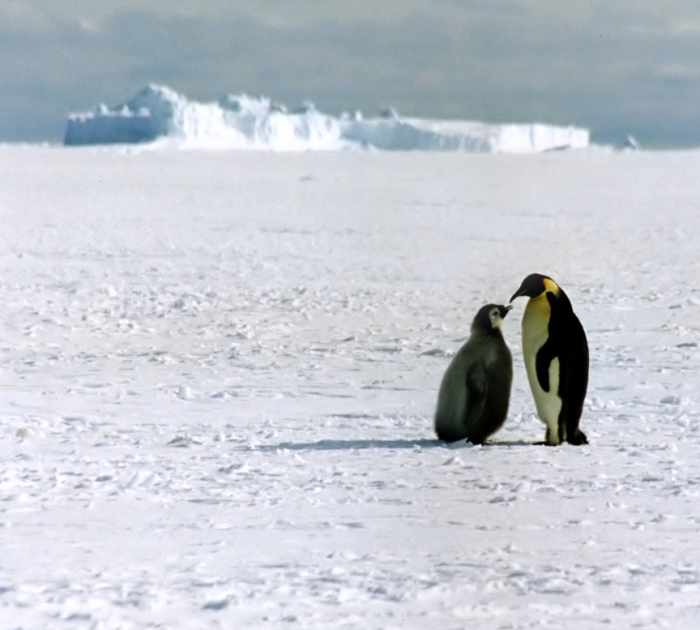 Saving the Penguins and the Antarctic Ecosystem in the Ross Sea - HubPages