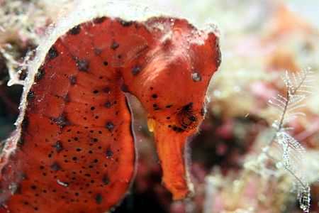 The Seahorse - HubPages
