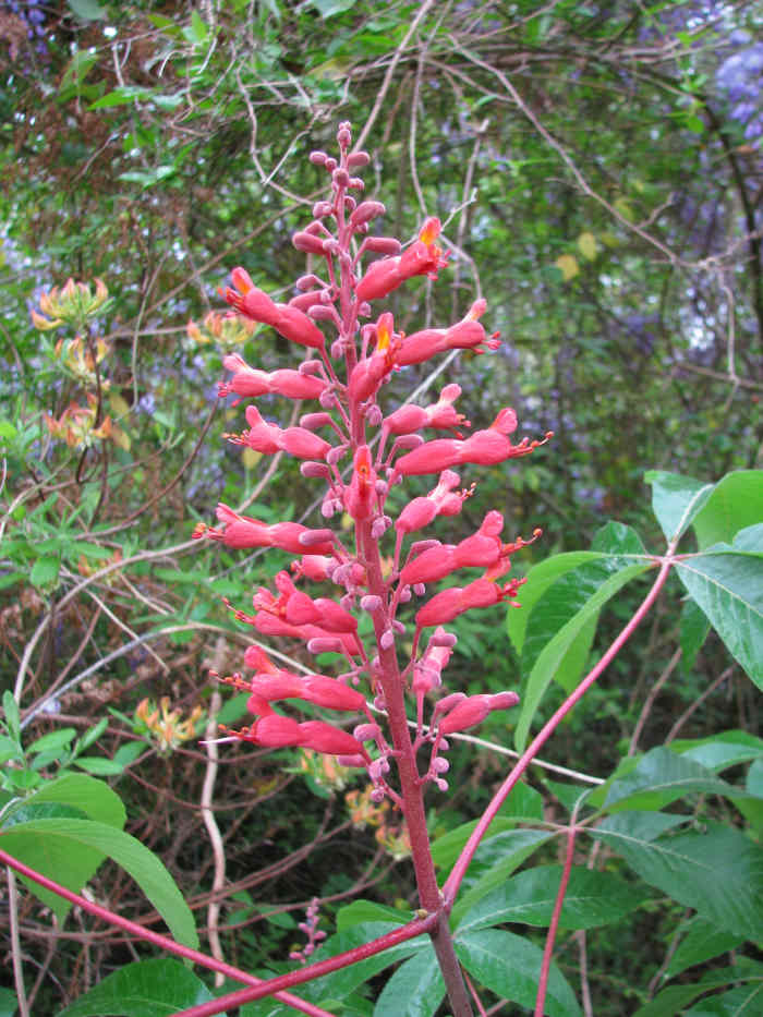 Saving Native and Other Plant Seeds - HubPages