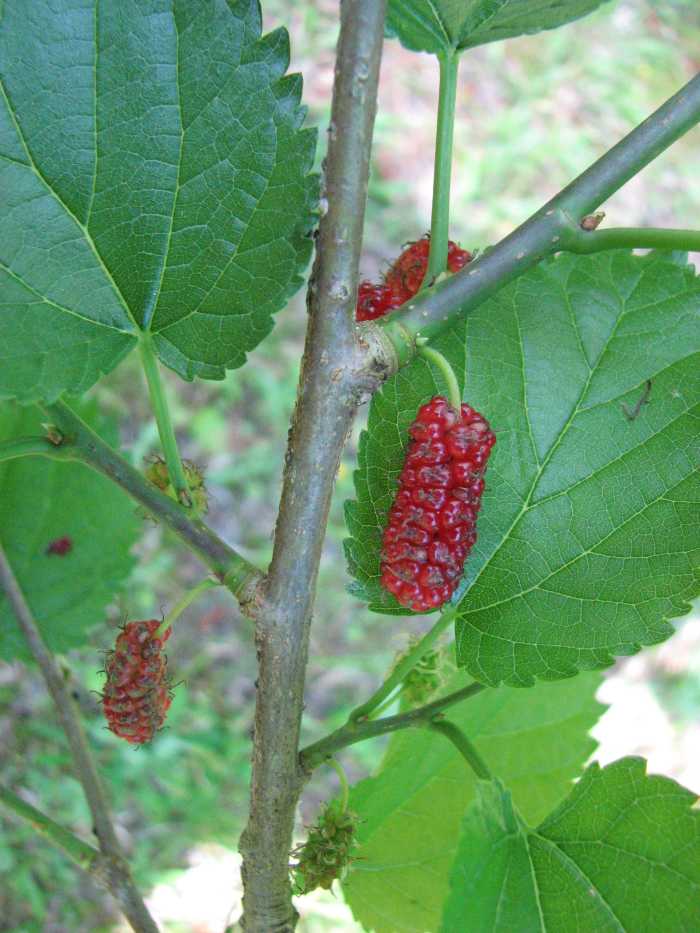 Favorite Wild Fruits - Harvesting and Recipes - HubPages