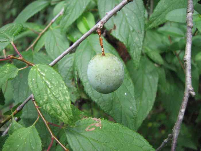 Favorite Wild Fruits - Harvesting and Recipes - HubPages