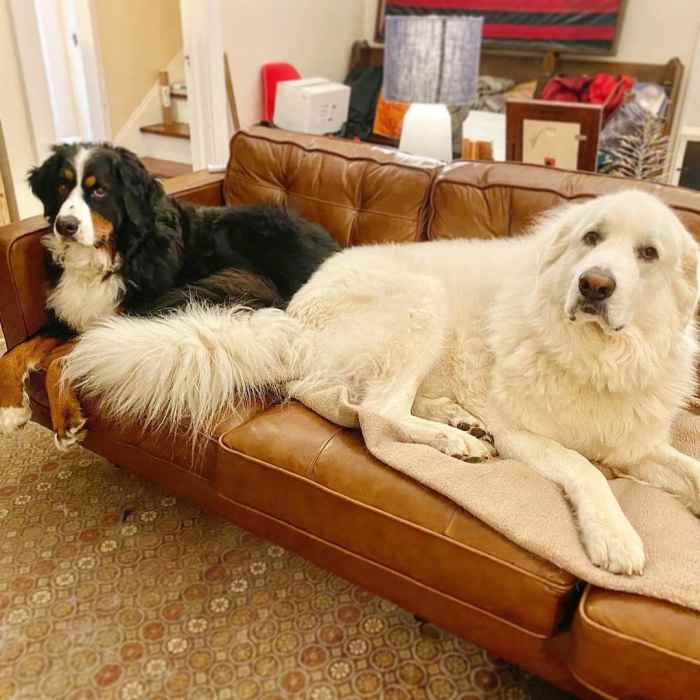7 Best Companion Dogs for a Bernese Mountain Dog - HubPages