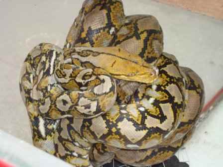Basic Python care - HubPages