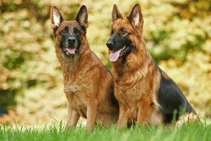 7 Best Companion Dogs For a German Shepherd - HubPages
