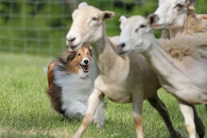 8 Herding Dog Breeds From The United Kingdom - HubPages