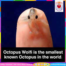 The Octopus: Older Than Dinosaurs, Elusive, and Intelligent! - HubPages