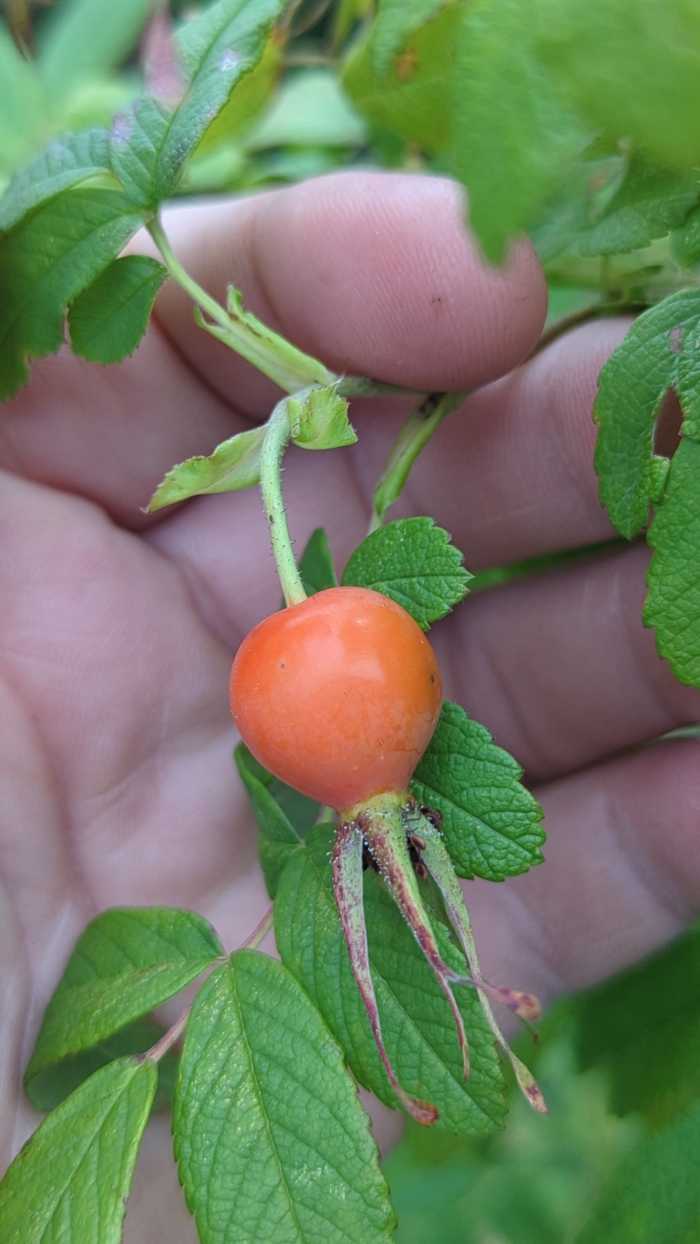 Wild Roses Planting - It all Starts with Rose Hips - HubPages