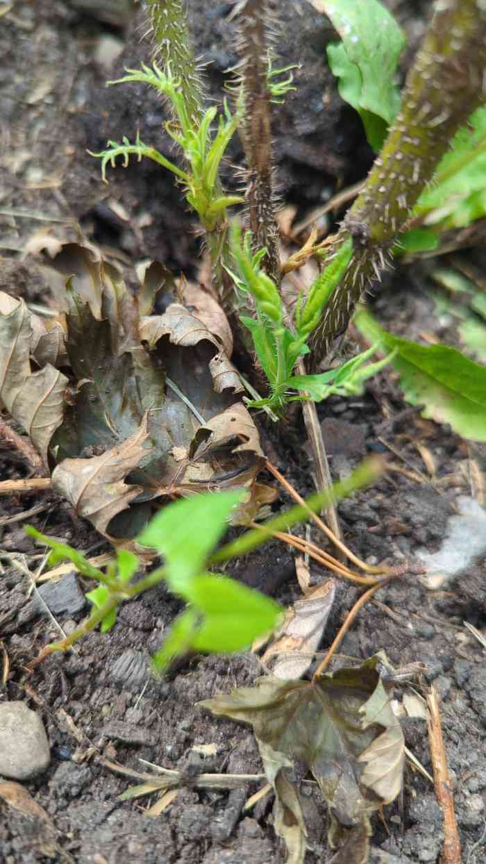 Wild Roses Planting - It all Starts with Rose Hips - HubPages
