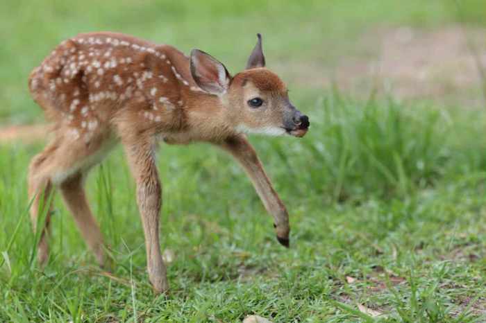Justice for Little Buck - HubPages