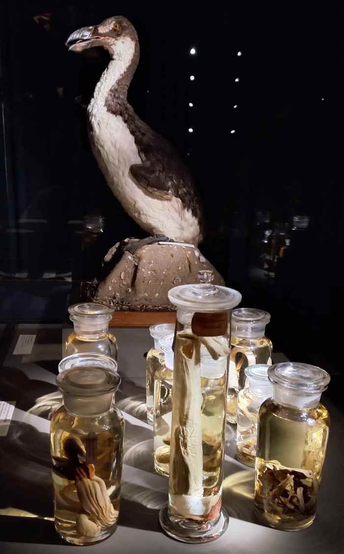 The Tragic Loss of The Great Auk - HubPages