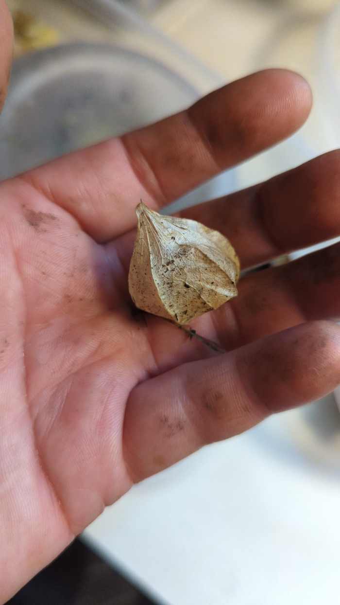 Ground Cherry Pie - HubPages