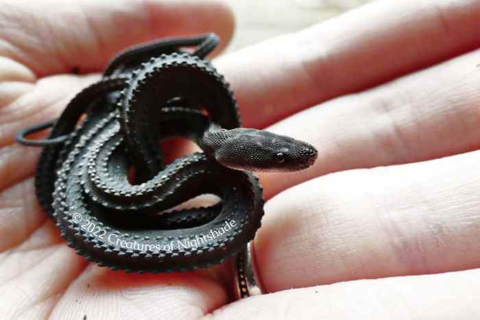 Ten of the Most Visually Stunning Snakes Known to Science - HubPages