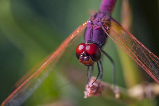 Why Mosquitoes Buzz Around Our Ears And Other Interesting Facts About ...
