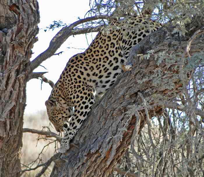 The Big Five Game Reserves and Nature Reserves and Areas in South ...