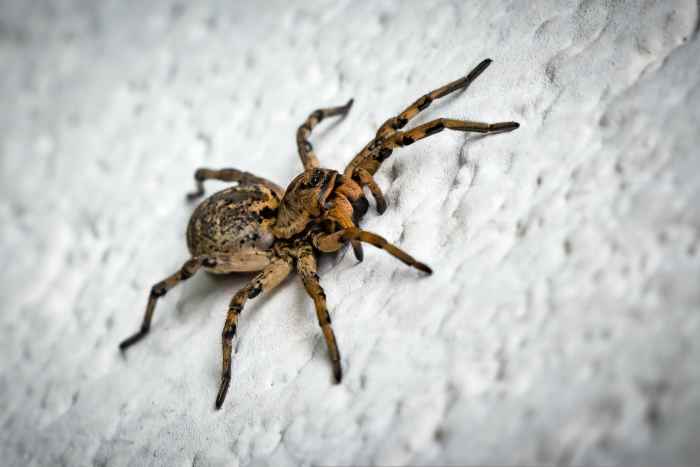 15 insect names in spanish for English speakers - HubPages
