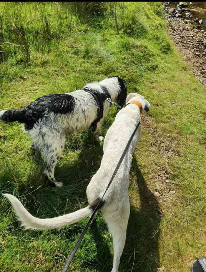 In Loving Memory of Buck – An Ex-Gun Dog Who Became the Best Family Pet ...