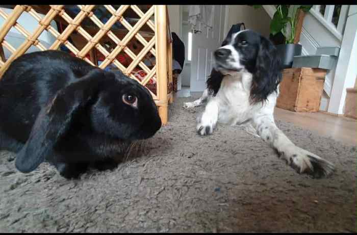 In Loving Memory of Buck – An Ex-Gun Dog Who Became the Best Family Pet ...