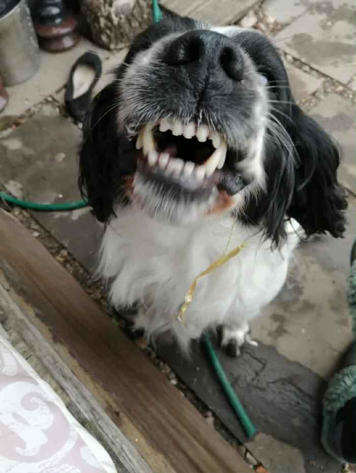 In Loving Memory of Buck – An Ex-Gun Dog Who Became the Best Family Pet ...