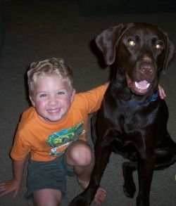 My Chocolate Labrador's Bad Eating and Other Dog Habits - HubPages